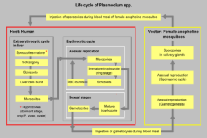 Plasmodium - Definition, Life Cycle, Characteristics, Morphology ...