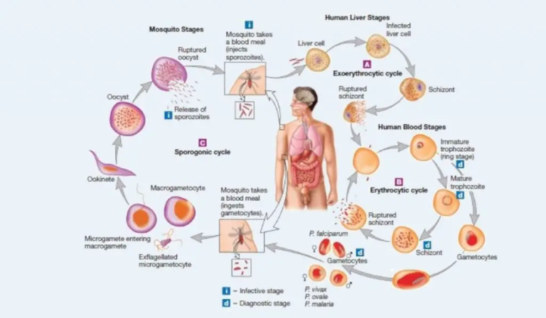 Plasmodium - Definition, Life Cycle, Characteristics, Morphology ...