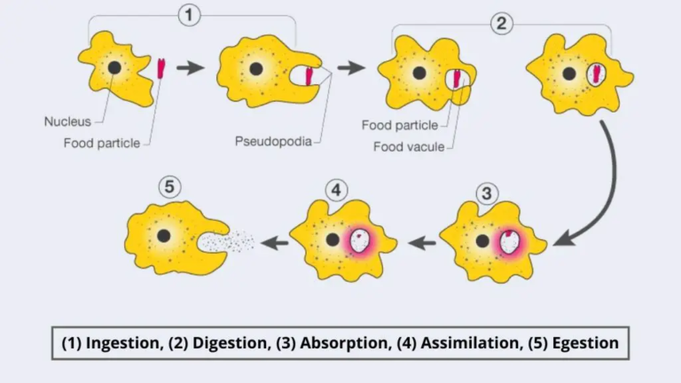 Amoeba Cell - Labeled Structure, Characteristics, Movement, Nutrition ...
