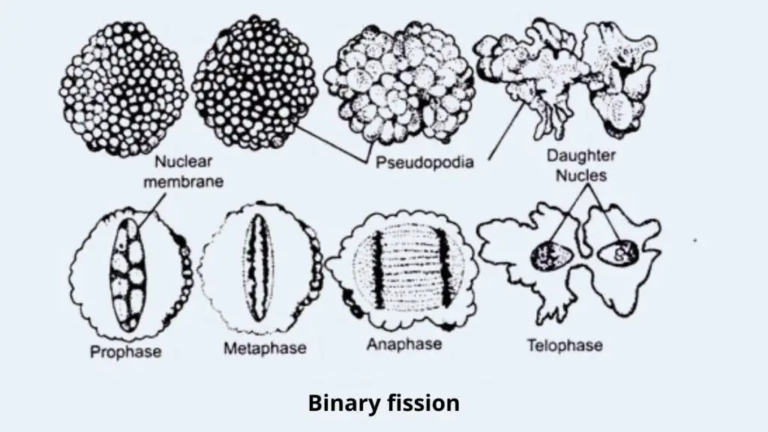 Amoeba Cell - Labeled Structure, Characteristics, Movement, Nutrition ...