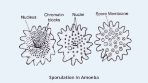 Amoeba Cell - Labeled Structure, Characteristics, Movement, Nutrition ...