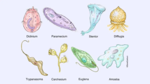Protozoa - Definition, Classification, Characteristics, Structure ...
