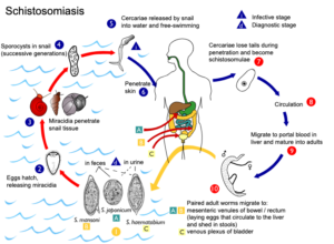 Schistosomiasis - Life cycle, Symptoms, Treatment, Prevention - Biology ...