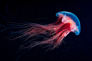 Zooplankton - Definition, Characteristics, Types, Importance - Biology ...
