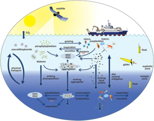 Zooplankton - Definition, Characteristics, Types, Importance - Biology ...