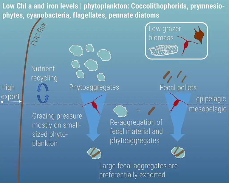 Zooplankton - Definition, Characteristics, Types, Importance - Biology ...