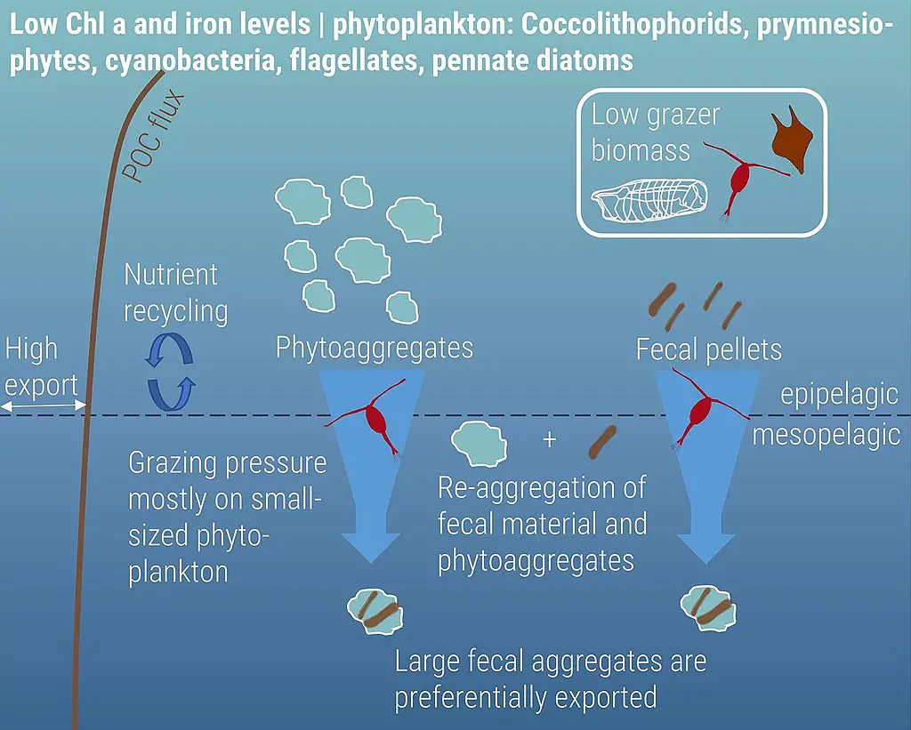 Zooplankton Definition Examples And Types Biology What Is A Food Web?
