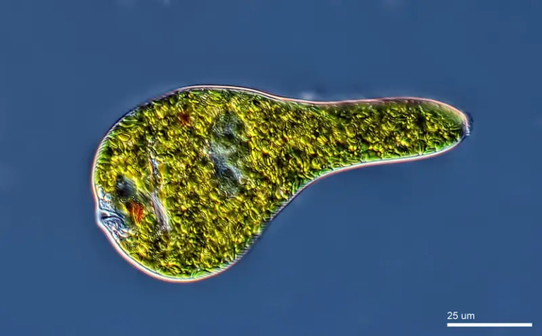Euglena - Definition, Characteristics, Structure, Reproduction ...