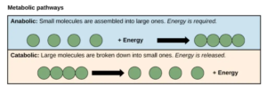 Anabolism - Definition, Stages, Functions, Regulation, Examples ...