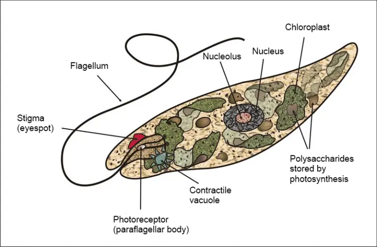 Euglena - Definition, Characteristics, Structure, Reproduction ...