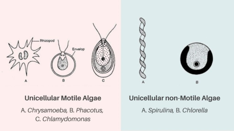 Thallus Organisation in Algae - Types, Structure, Examples - Biology ...