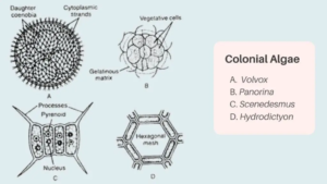 Thallus Organisation in Algae - Types, Structure, Examples - Biology ...