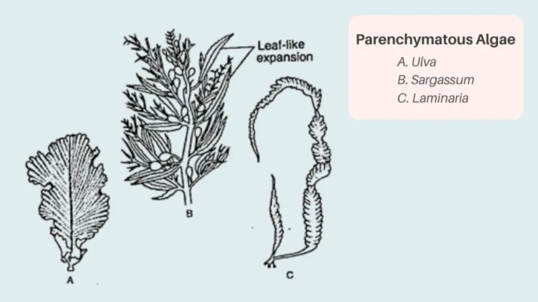 Thallus Organisation in Algae - Types, Structure, Examples - Biology ...