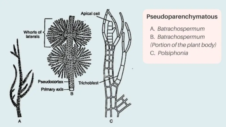 Thallus Organisation in Algae - Types, Structure, Examples - Biology ...
