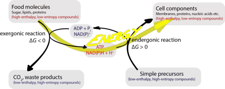 Anabolism - Definition, Stages, Functions, Regulation, Examples ...