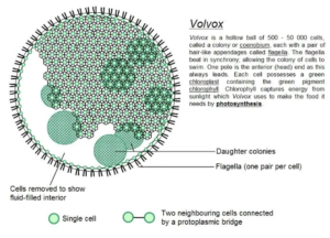 Volvox - Definition, Characterisitcs, Structure, Reproduction - Biology ...
