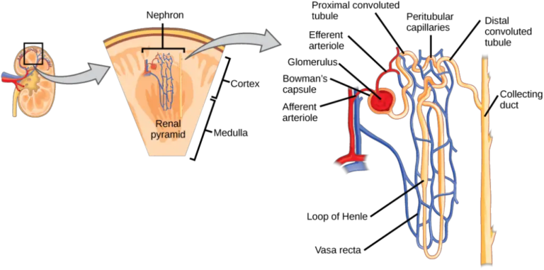 Nephron - Definition, Structure, Physiology, Functions - Biology Notes ...