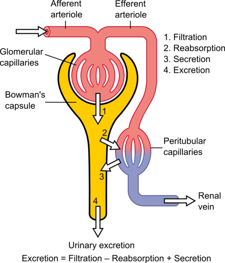 Nephron - Definition, Structure, Physiology, Functions - Biology Notes ...