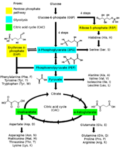 Anabolism - Definition, Stages, Functions, Regulation, Examples ...