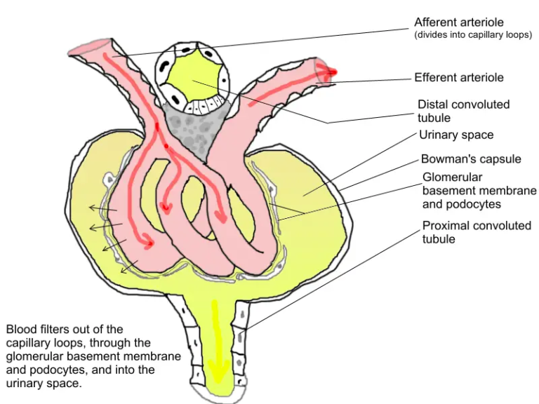 Nephron - Definition, Structure, Physiology, Functions - Biology Notes ...