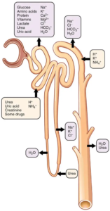 Nephron - Definition, Structure, Physiology, Functions - Biology Notes ...