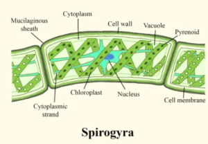 Spirogyra - Definition, Structure, Life Cycle, Diagram, Reproduction ...