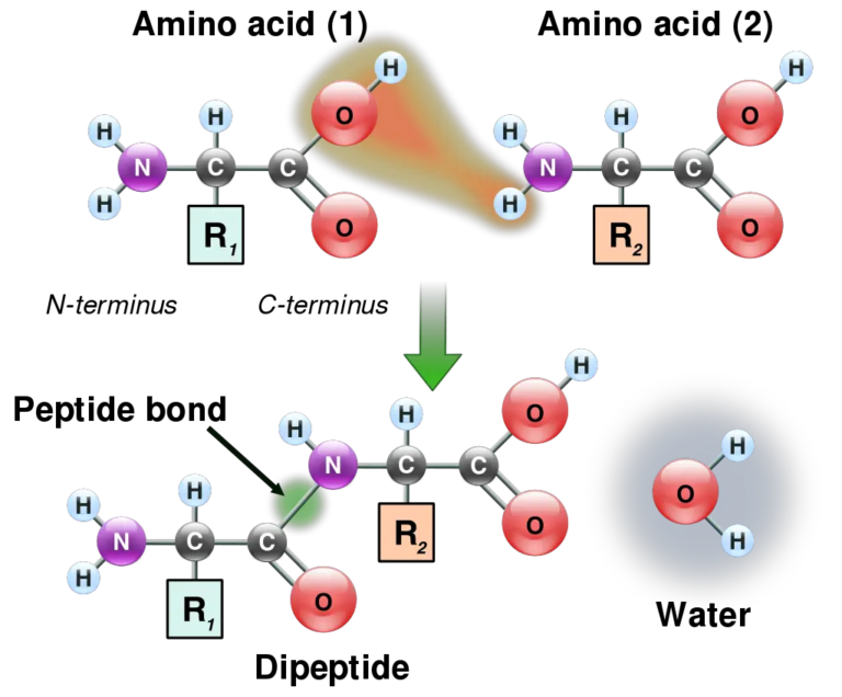 Peptide Bond - Definition, Structure, Formation, Hydrolysis, Examples ...