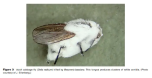 Zygomycota Overview - Biology Notes Online