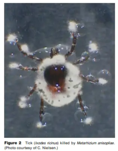Zygomycota Overview - Biology Notes Online