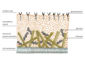 Zygomycota Overview - Biology Notes Online