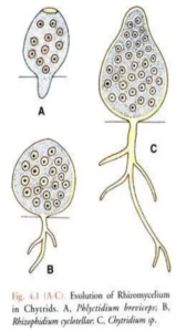 Chytridiomycota Overview - Biology Notes Online