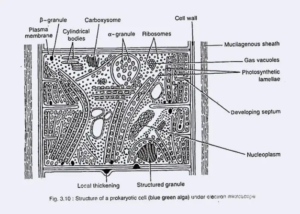 Algal Morphology - Size, Shape, Cellular Components and Structure ...