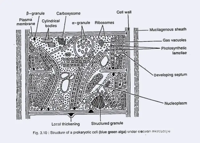 Structure Of Algae With Diagram Algae Cell Structure Of Cyanobacteria