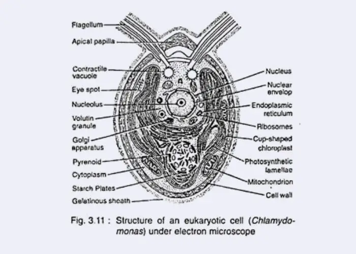 Characteristics Of Algae With Diagram