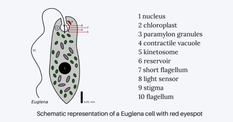 Euglena Eyespot - Definition, Function, Types, Structure, Proteins ...