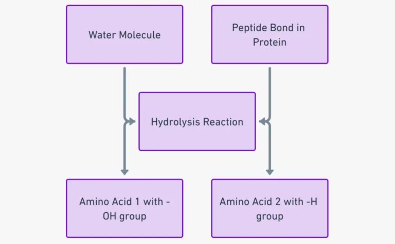 Peptide Bond - Definition, Structure, Formation, Hydrolysis, Examples ...