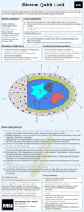 Diatoms - Definition, Structure, Life Cycle, Importance - Biology Notes ...