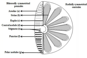 Diatoms - Definition, Structure, Life Cycle, Importance - Biology Notes ...