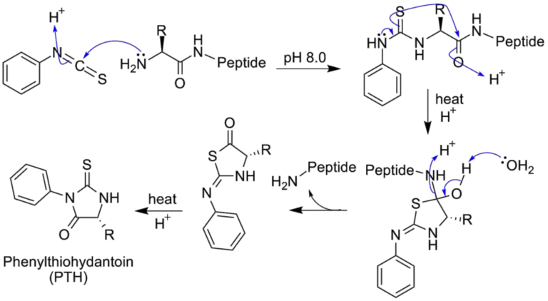 Peptide Bond - Definition, Structure, Formation, Hydrolysis, Examples ...