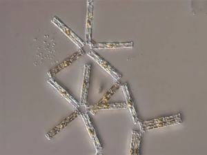 Diatoms - Definition, Structure, Life Cycle, Importance - Biology Notes ...