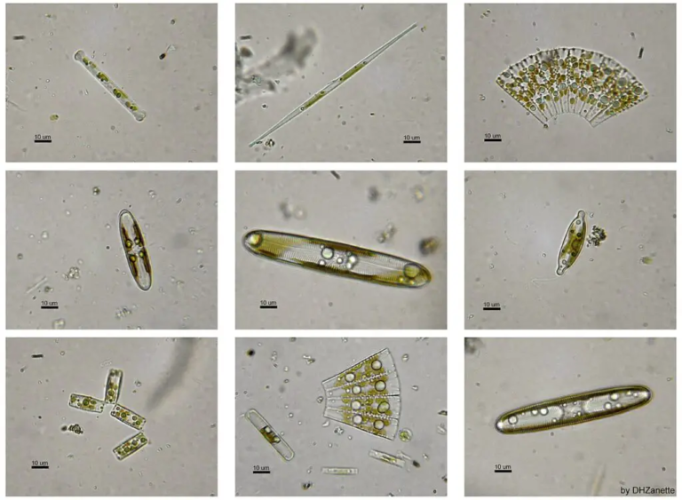 Diatoms - Definition, Structure, Life Cycle, Importance - Biology Notes ...