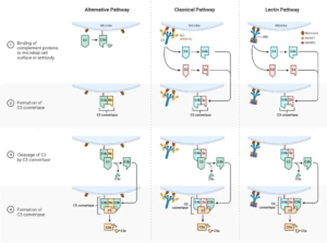 The Complement Pathway - Activation, Functions, and Deficiencies ...