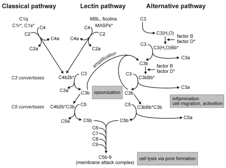 The Complement Pathway Activation Functions And Deficiencies Biology Notes Online