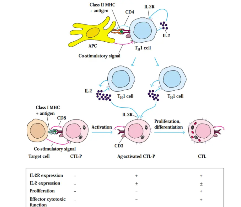 Cytotoxic T Cells Development Activation Functions Biology Notes Online