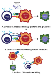 Cytotoxic T cells - Development, Activation, Functions - Biology Notes ...