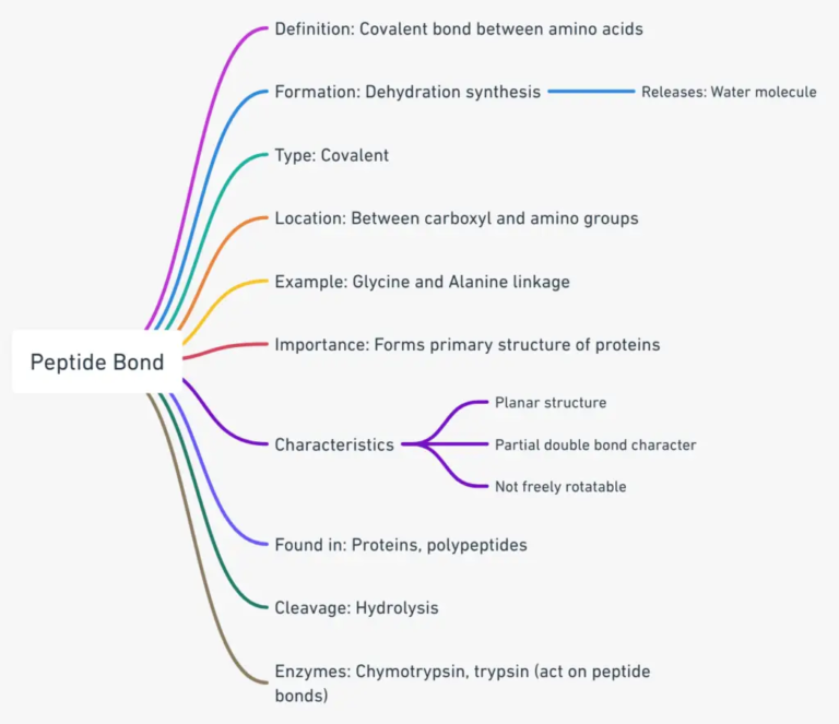 Peptide Bond - Definition, Structure, Formation, Hydrolysis, Examples ...
