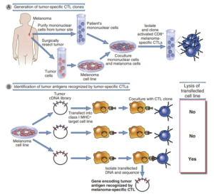 Tumor - Types, Tumor Antigens, Risk Factors - Biology Notes Online