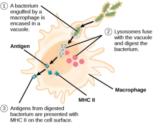 Antigen Presenting Cells (APCs) - Biology Notes Online