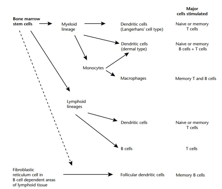 Antigen Presenting Cells (APCs) - Biology Notes Online
