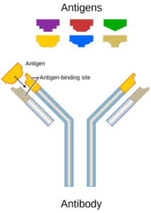 Antigen - Definition, Types, Structure, Detection, Properties - Biology ...